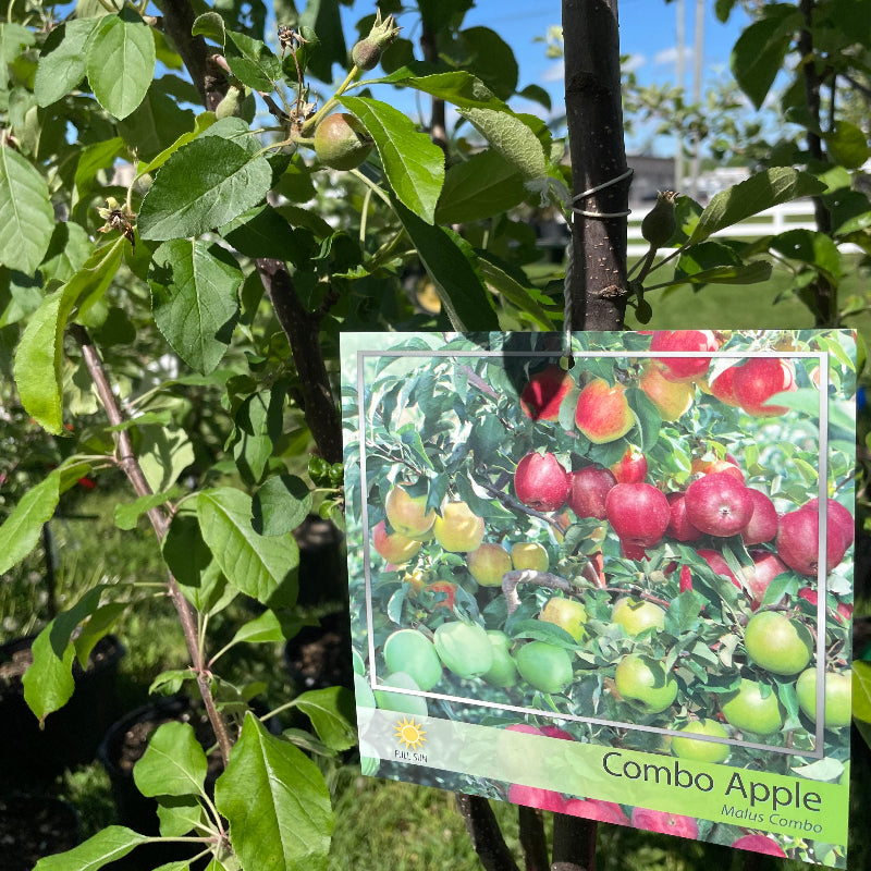 APPLE COMBO – Knippel Garden Centre