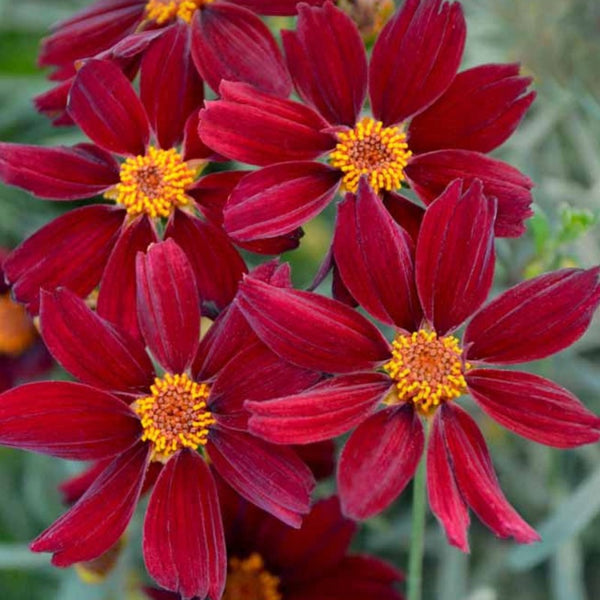 Sun-Tolerant Perennials – Knippel Garden Centre