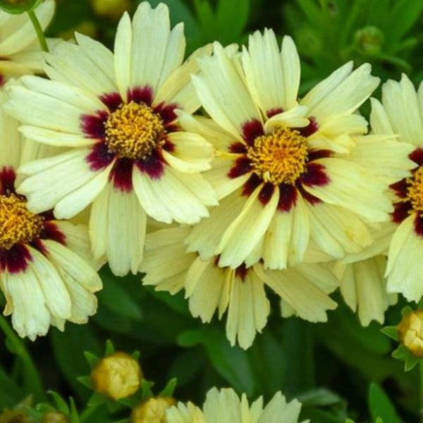 COREOPSIS UPTICK CREAM & RED – Knippel Garden Centre