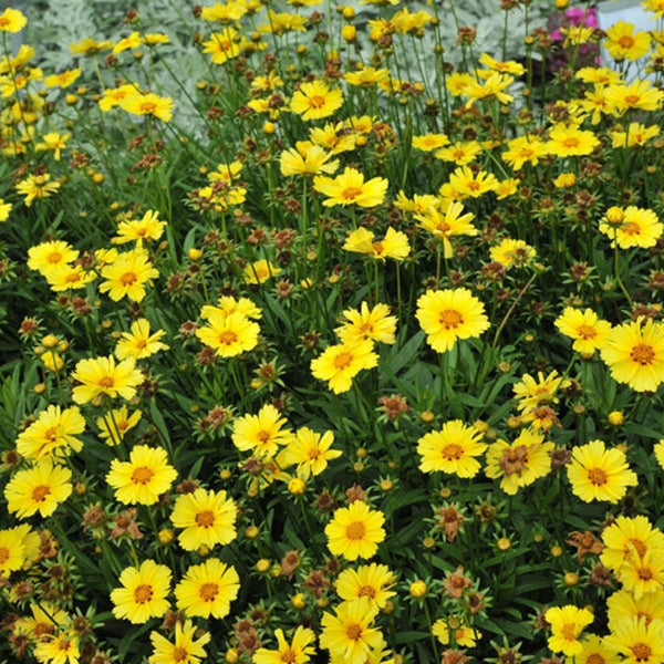 COREOPSIS LIMONCELLO – Knippel Garden Centre