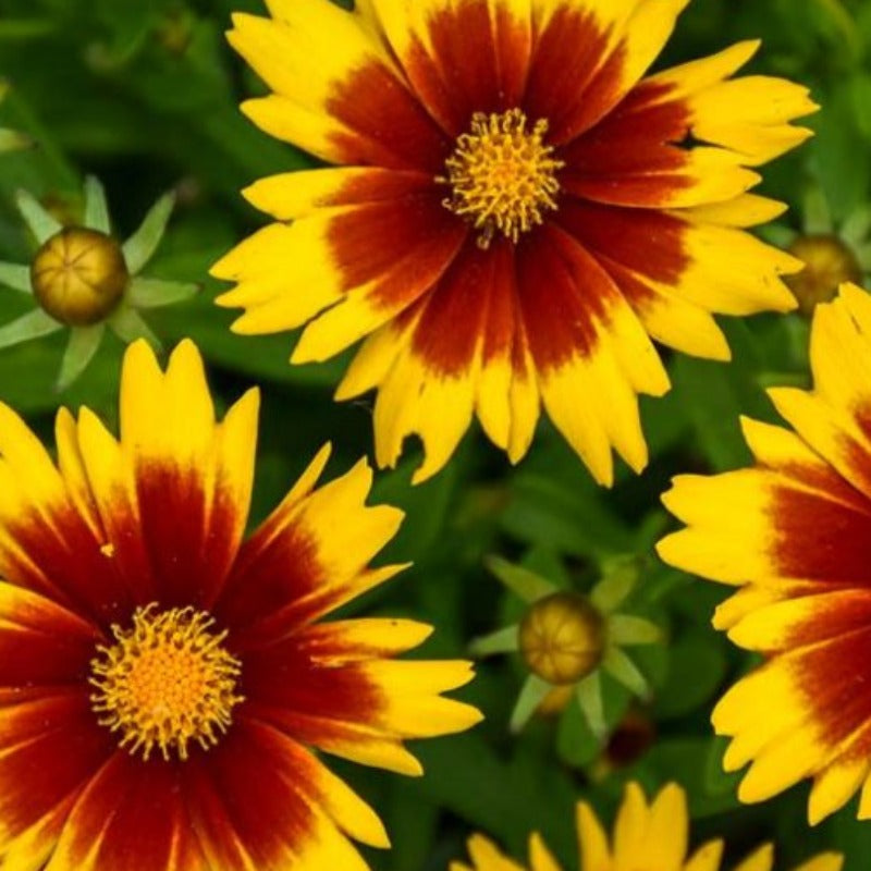 COREOPSIS UPTICK GOLD & BRONZE – Knippel Garden Centre
