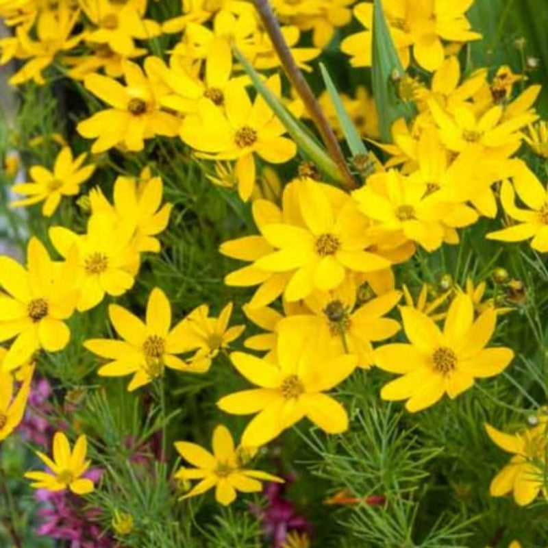 COREOPSIS ZAGREB – Knippel Garden Centre
