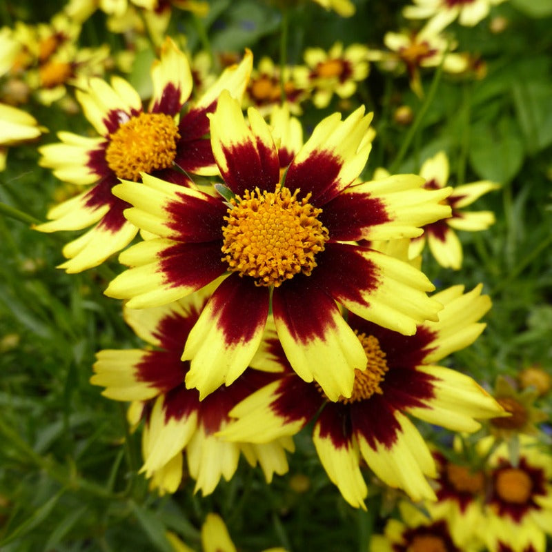 COREOPSIS COSMIC EYE – Knippel Garden Centre