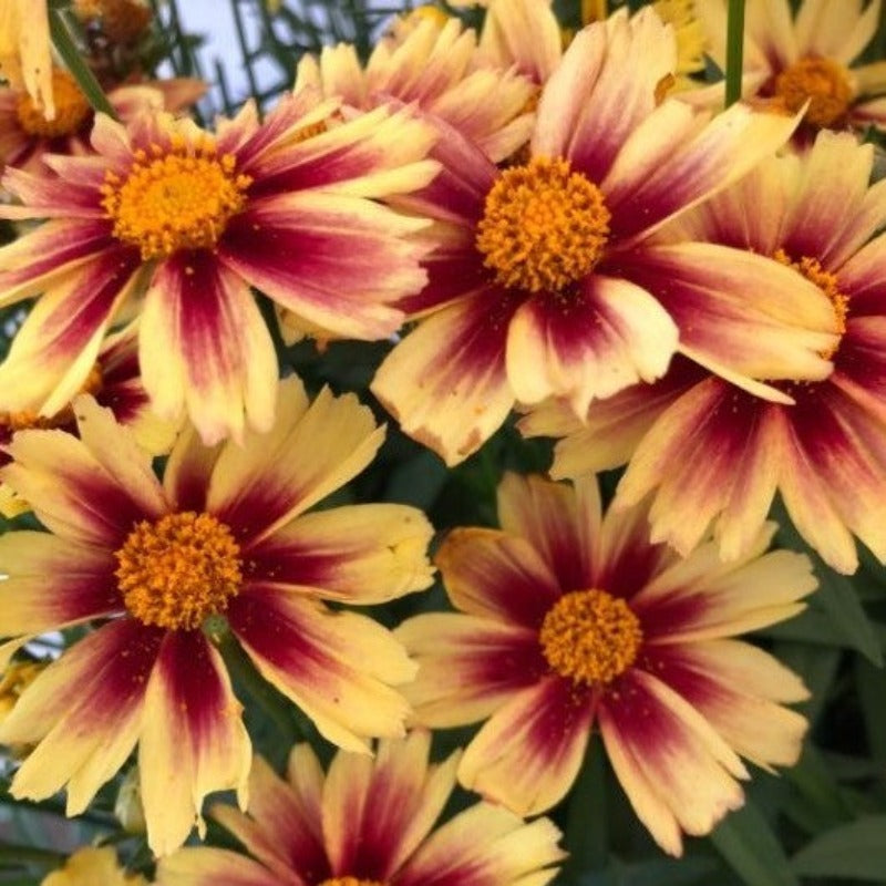 COREOPSIS IRON LADY – Knippel Garden Centre