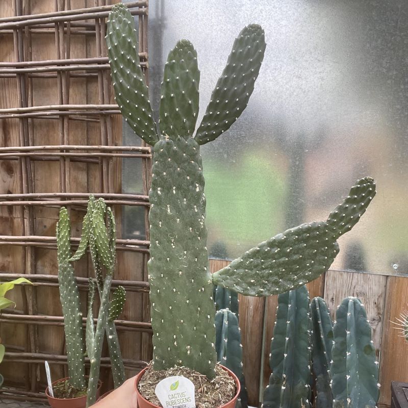 CACTUS COWBOY – Knippel Garden Centre