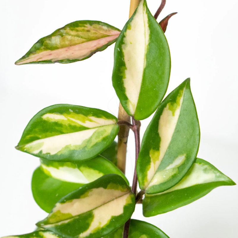 HOYA CARNOSA KRIMSON PRINCESS – Knippel Garden Centre