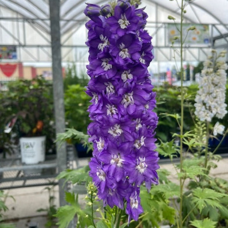 DELPHINIUM DARK BLUE/WHITE BEE – Knippel Garden Centre