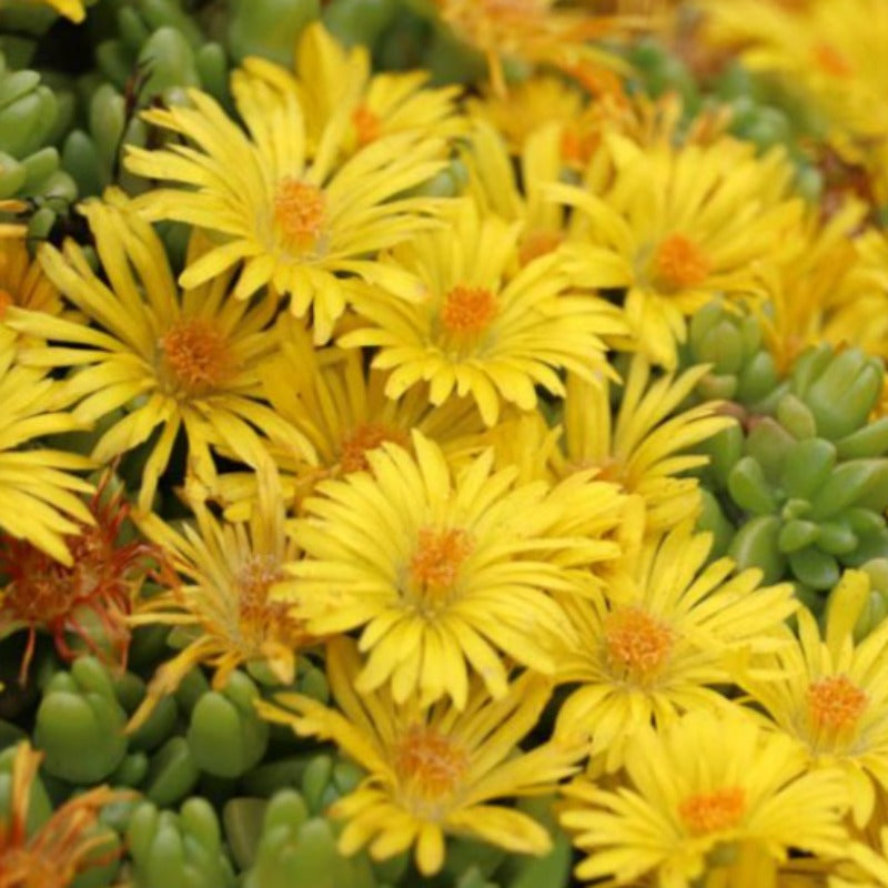 DELOSPERMA NUBIGENUM – Knippel Garden Centre