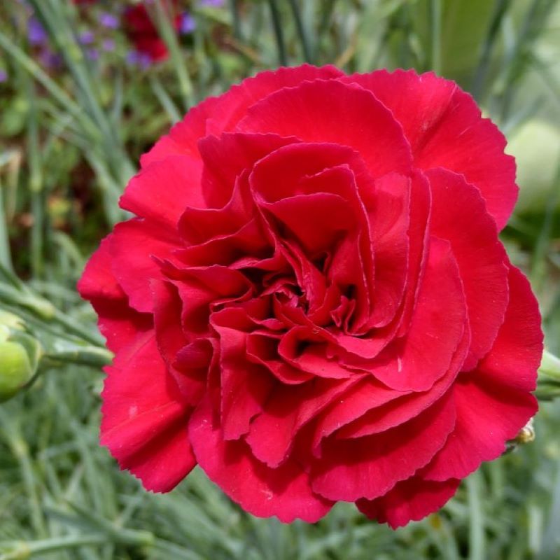 DIANTHUS RUBYS TUESDAY – Knippel Garden Centre