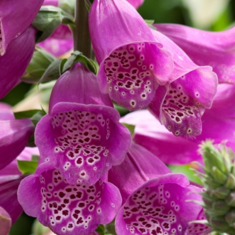 DIGITALIS DALMATIAN PURPLE – Knippel Garden Centre