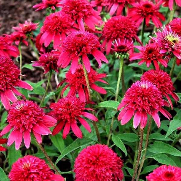 ECHINACEA DOUBLE SCOOP RASPBERRY – Knippel Garden Centre