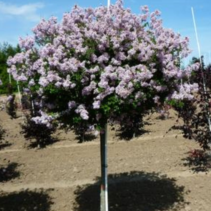 LILAC DWARF KOREAN STANDARD – Knippel Garden Centre