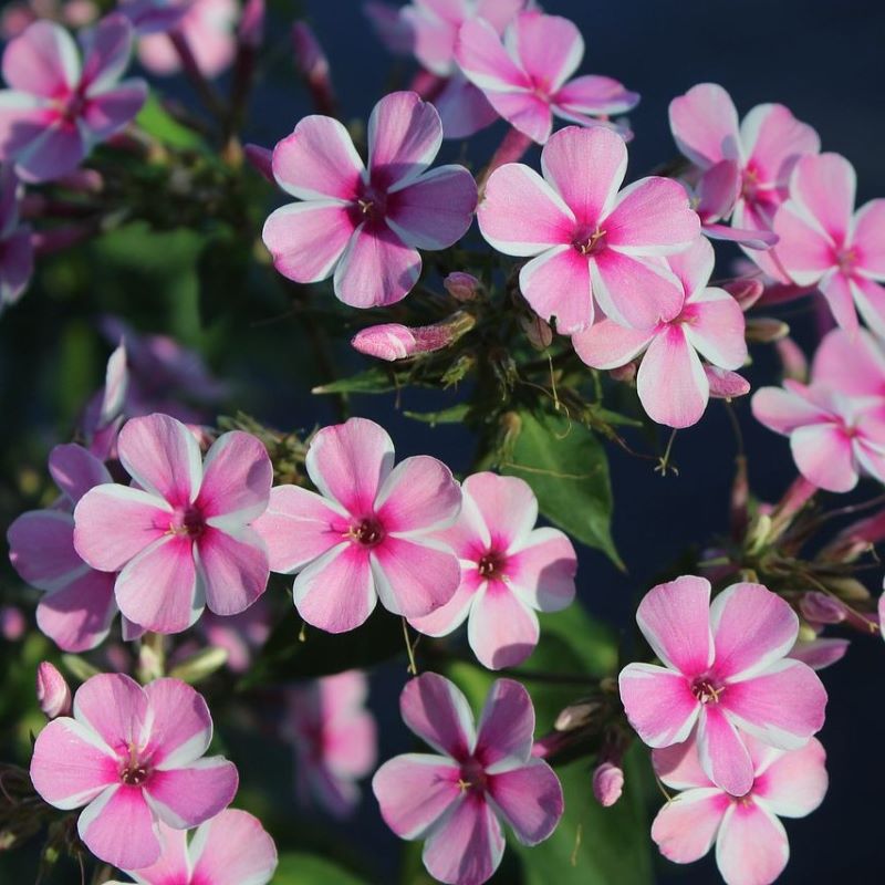 PHLOX EARLY PINK CANDY – Knippel Garden Centre