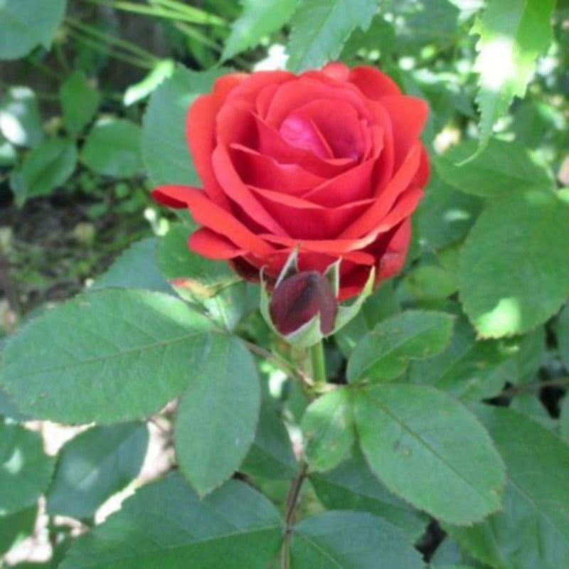 ROSE PARKLAND MORDEN FIREGLOW – Knippel Garden Centre