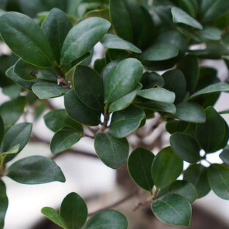 FICUS MICROCARPA GREEN ISLAND – Knippel Garden Centre