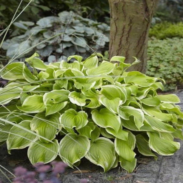 HOSTA FROZEN MARGARITA – Knippel Garden Centre