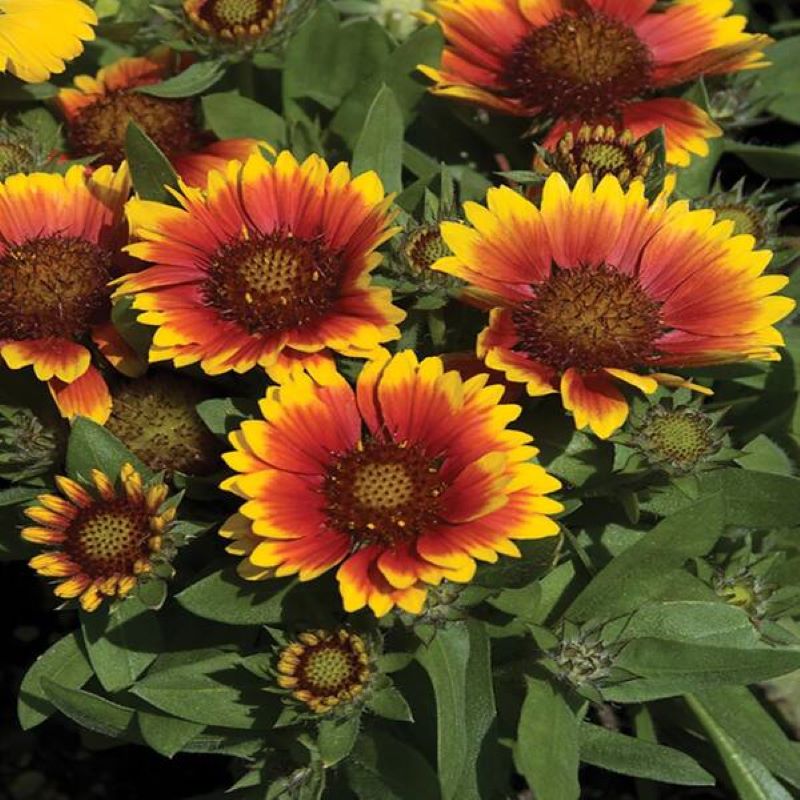 GAILLARDIA SPIN ORANGE – Knippel Garden Centre