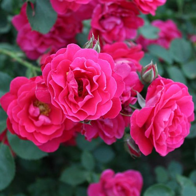 ROSE EXPLORER GEORGE VANCOUVER – Knippel Garden Centre