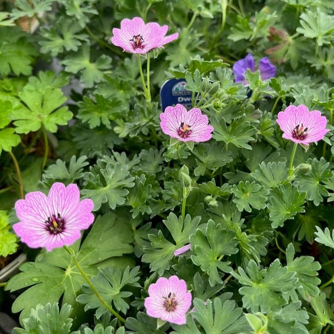 GERANIUM BALLERINA – Knippel Garden Centre