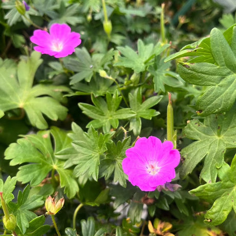 Spring-Summer Flowering Perennials – Knippel Garden Centre