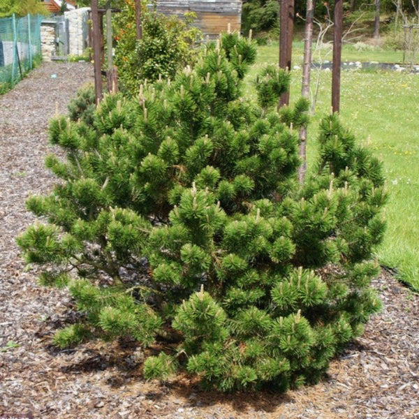 Evergreen Trees – Knippel Garden Centre