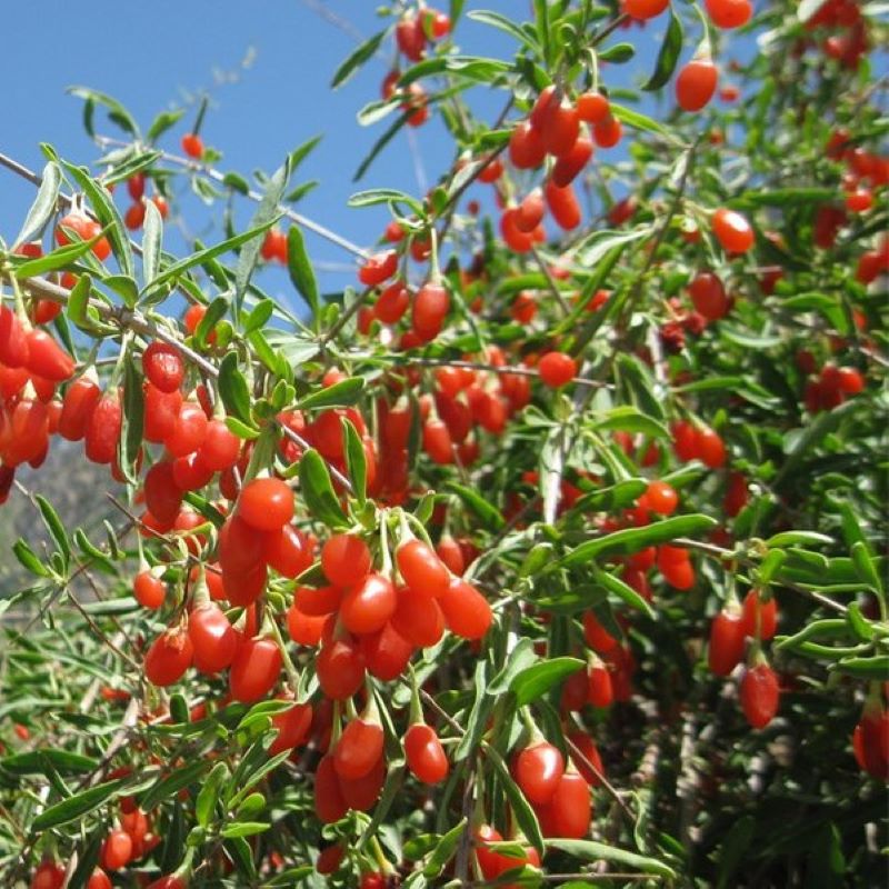 GOJI BERRY FIRECRACKER – Knippel Garden Centre