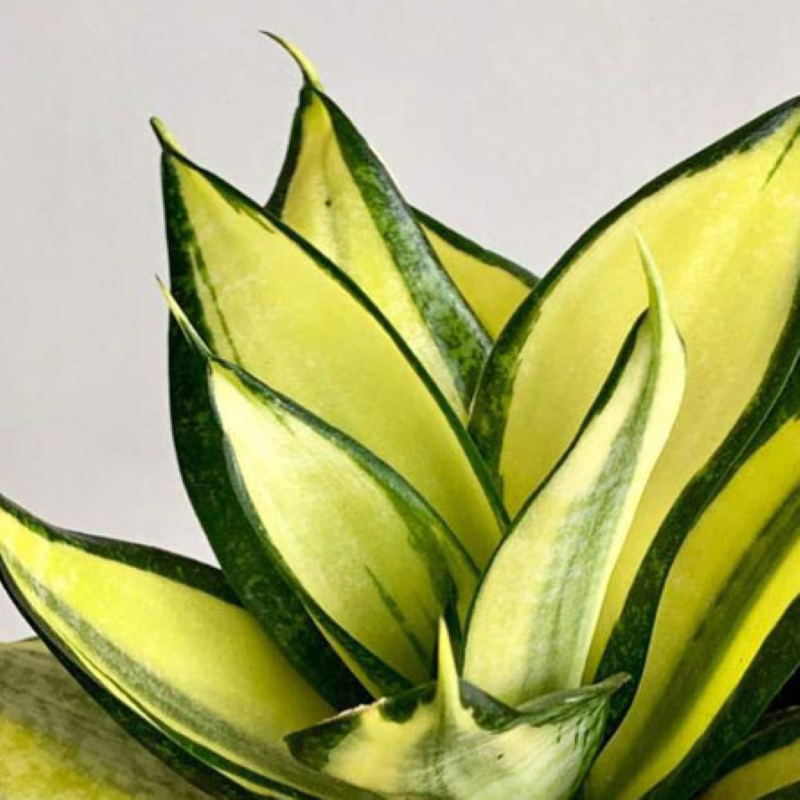 SANSEVIERIA GOLDEN HAHNII – Knippel Garden Centre