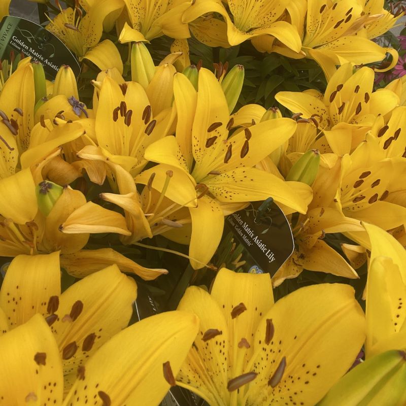 LILIUM MATRIX GOLDEN – Knippel Garden Centre