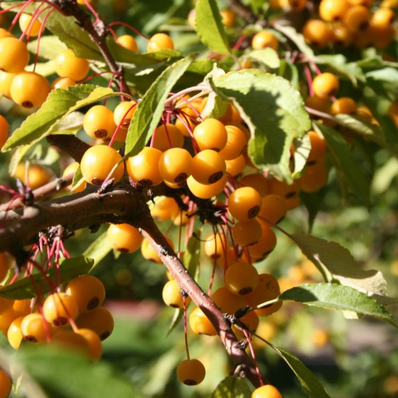 CRABAPPLE GOLDEN RAINDROPS – Knippel Garden Centre