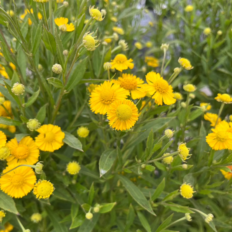 HELENIUM SALUD YELLOW – Knippel Garden Centre