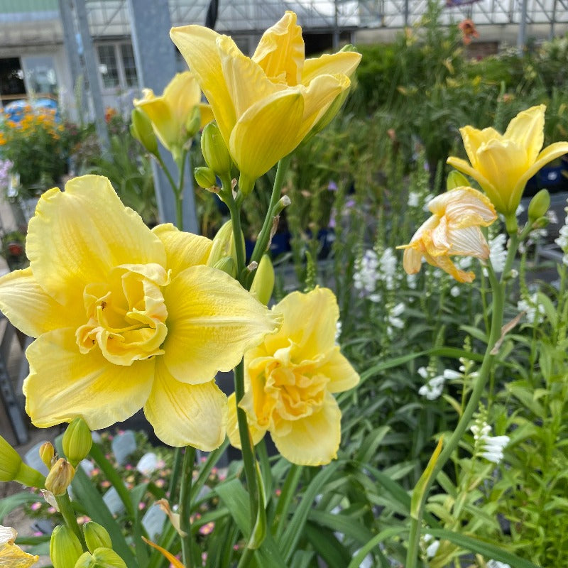 HEMEROCALLIS STELLA SUPREME – Knippel Garden Centre