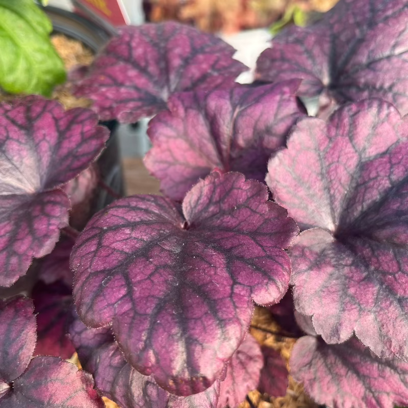 HEUCHERA ELECTRIC PLUM – Knippel Garden Centre