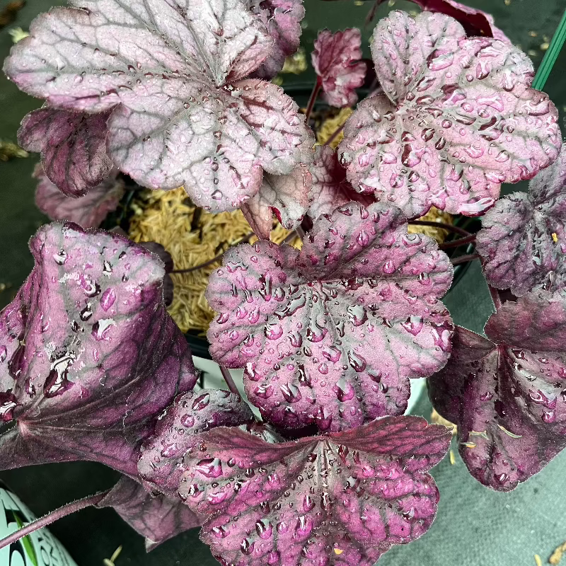 HEUCHERA PRIMO WILD ROSE – Knippel Garden Centre