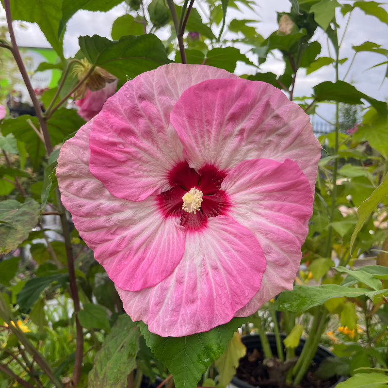 HIBISCUS SPINDERELLA – Knippel Garden Centre
