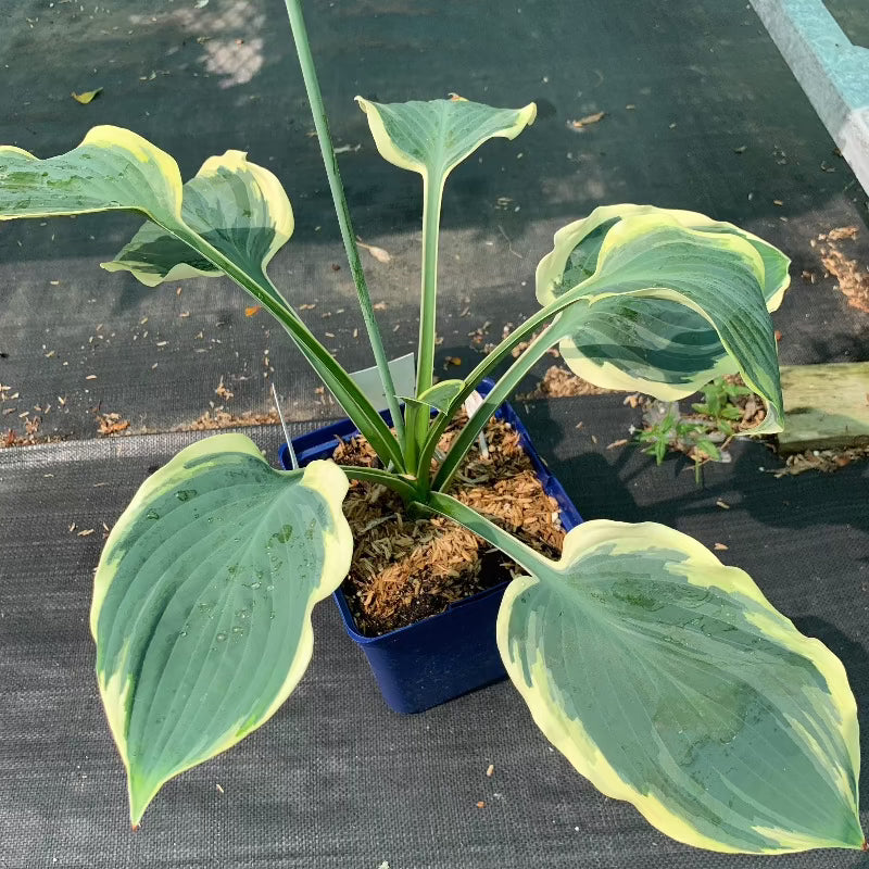 HOSTA ORIONS BELT – Knippel Garden Centre