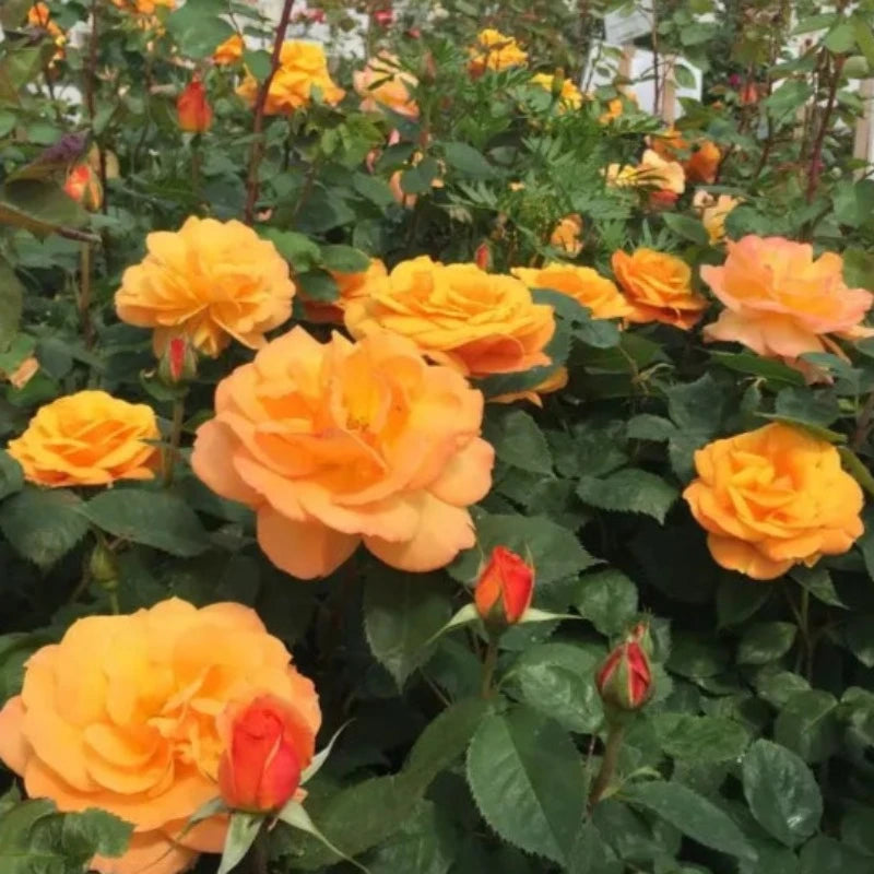 ROSE HYBRID TEA GOOD AS GOLD – Knippel Garden Centre