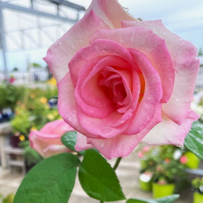 ROSE HYBRID TEA PINK PROMISE – Knippel Garden Centre