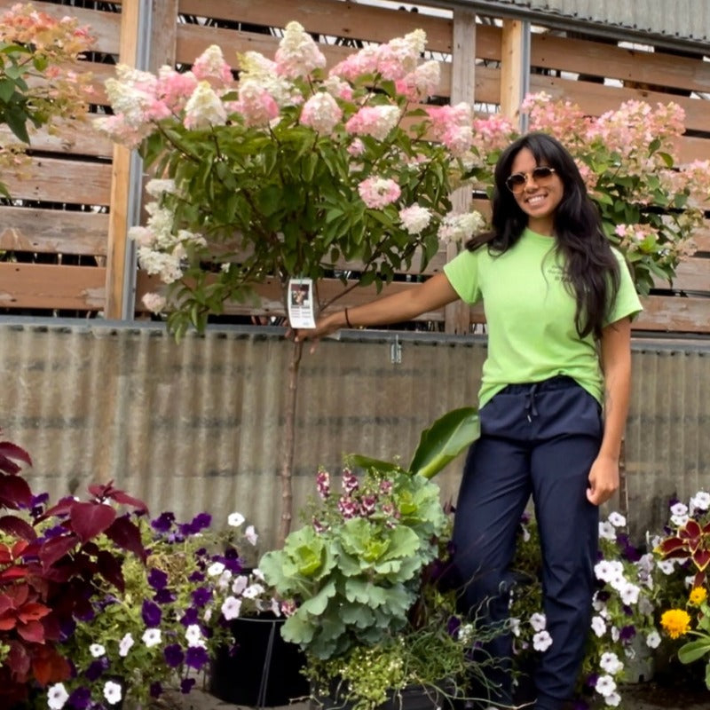 HYDRANGEA QUICK FIRE STANDARD – Knippel Garden Centre