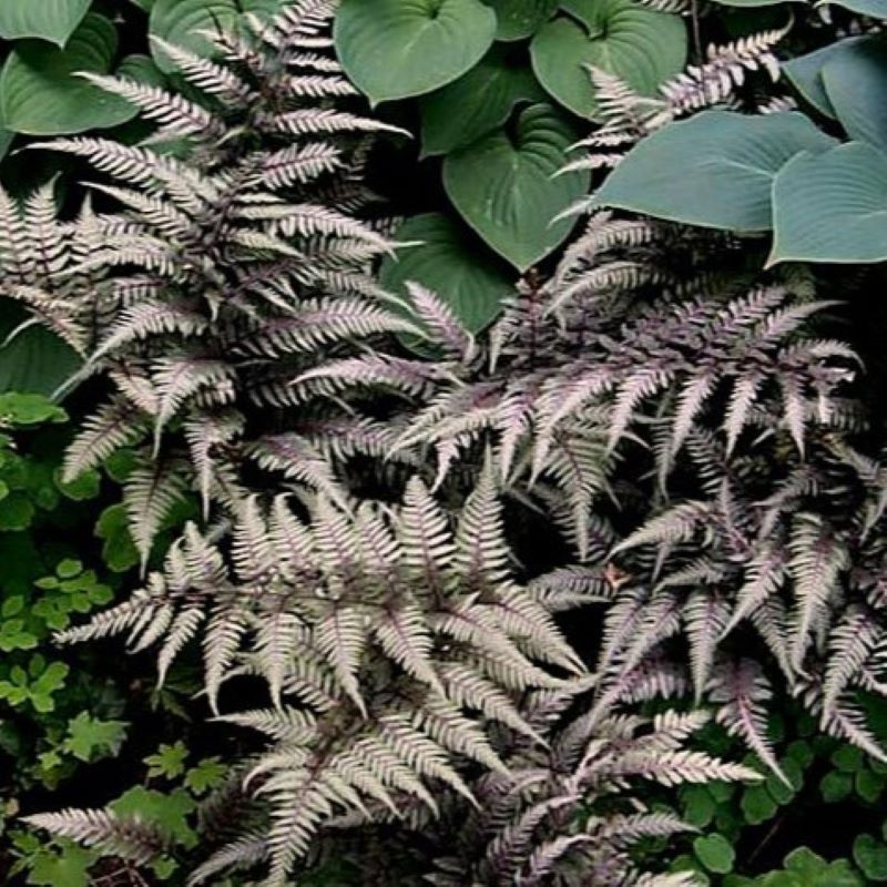 JAPANESE PAINTED FERN REGAL RED – Knippel Garden Centre