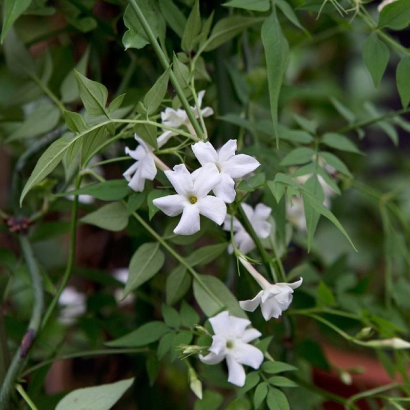 JASMIN – Knippel Garden Centre