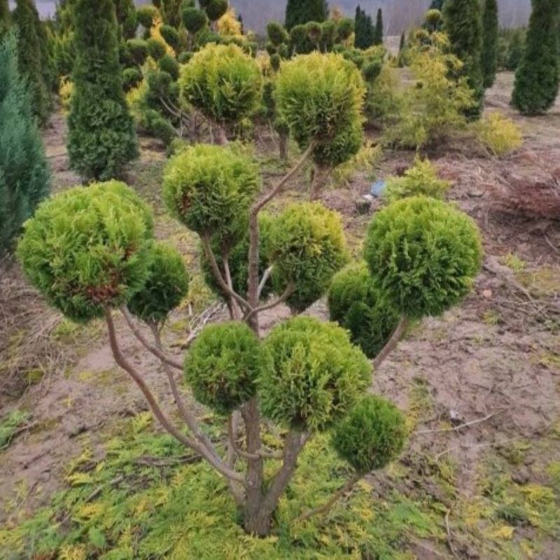 JUNIPER PFITZERIANA AUREA POMPOM – Knippel Garden Centre