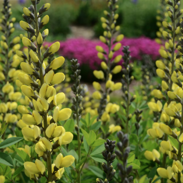 View Early Spring Flowering Perennials – Knippel Garden Centre