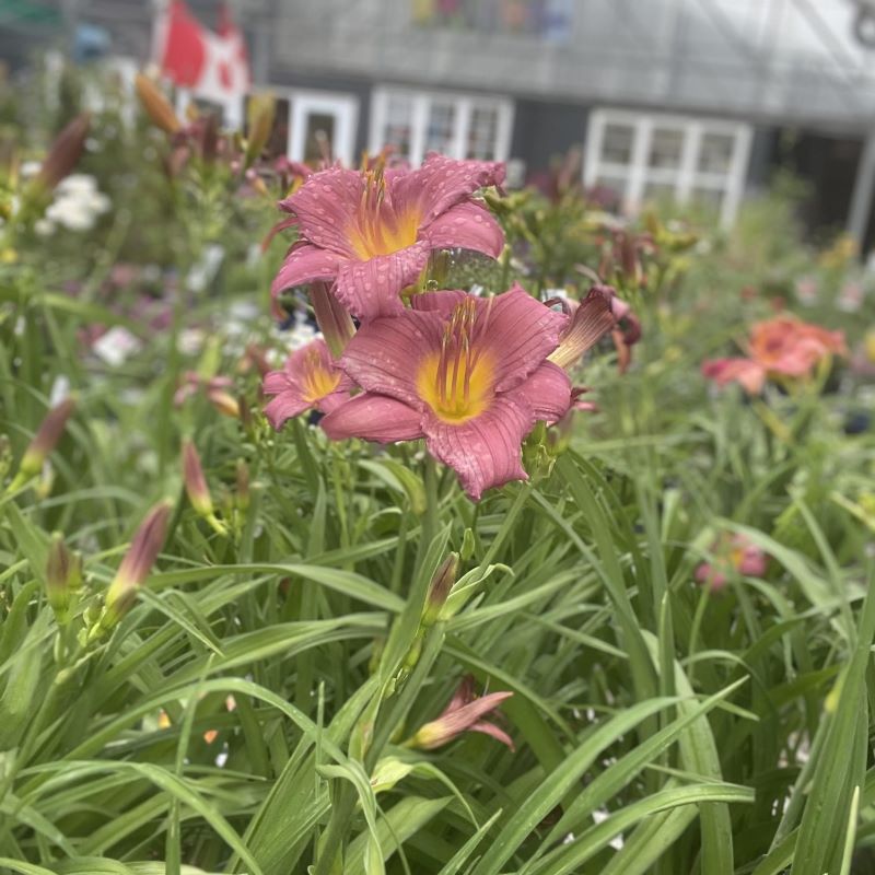 HEMEROCALLIS LITTLE GRAPETTE – Knippel Garden Centre