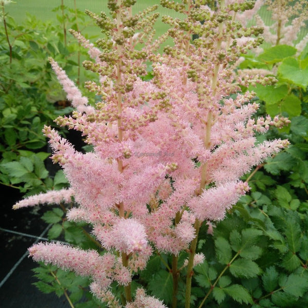 Spring-Summer Flowering Perennials – Knippel Garden Centre