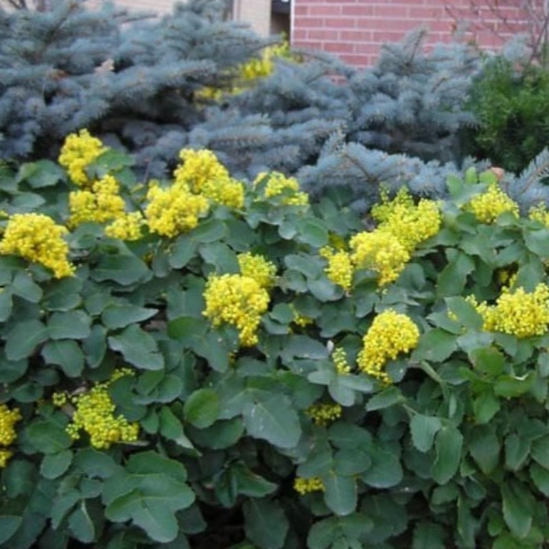 MAHONIA CREEPING – Knippel Garden Centre