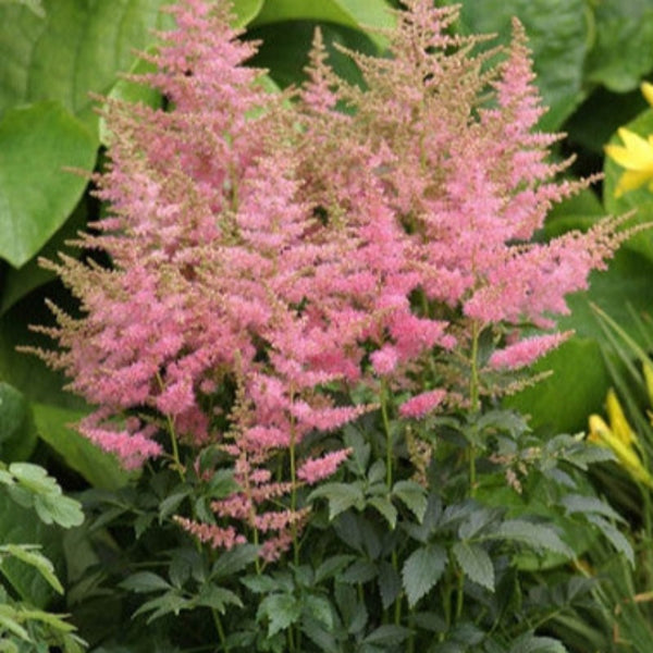 ASTILBE COUNTRY & WESTERN – Knippel Garden Centre