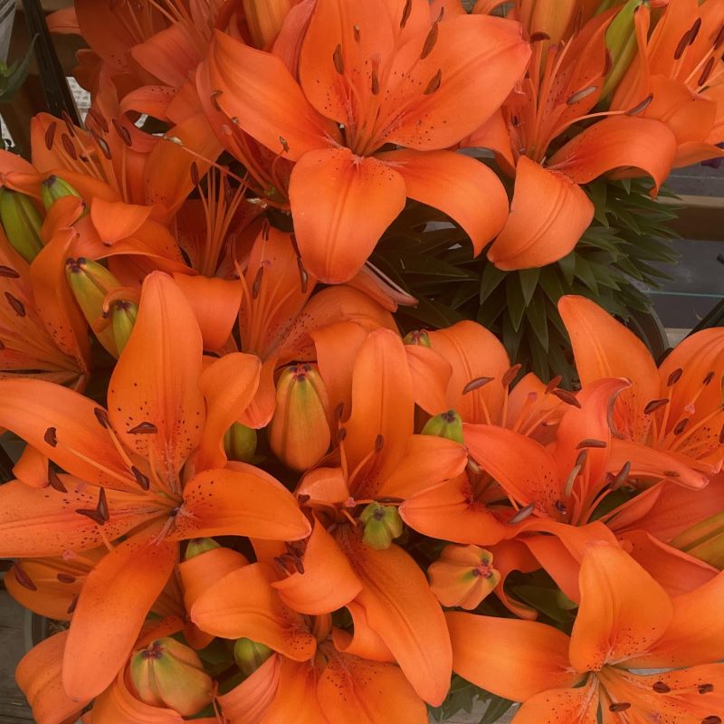 LILIUM MATRIX ORANGE – Knippel Garden Centre