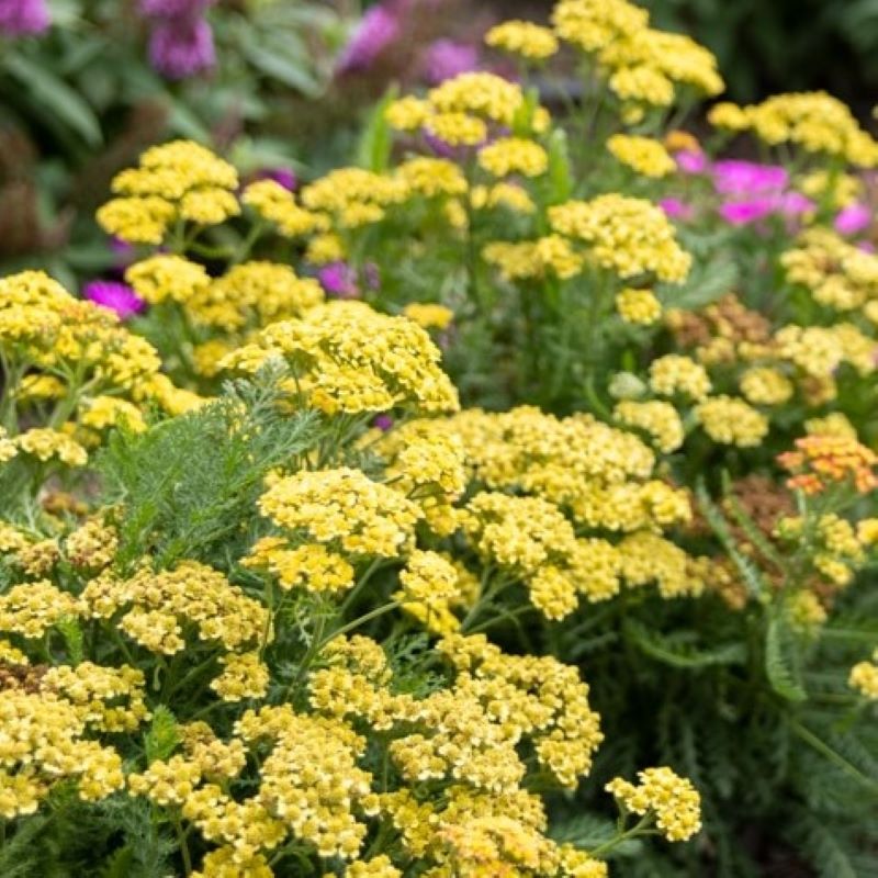 ACHILLEA MILLY ROCK YELLOW – Knippel Garden Centre