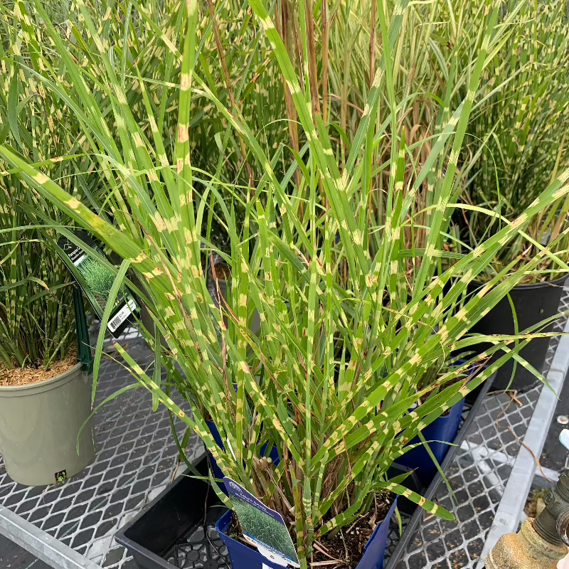 MISCANTHUS ZEBRINUS – Knippel Garden Centre