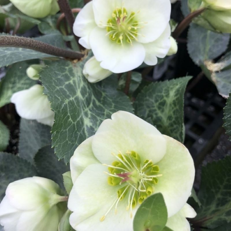 HELLEBORUS MOONDANCE – Knippel Garden Centre